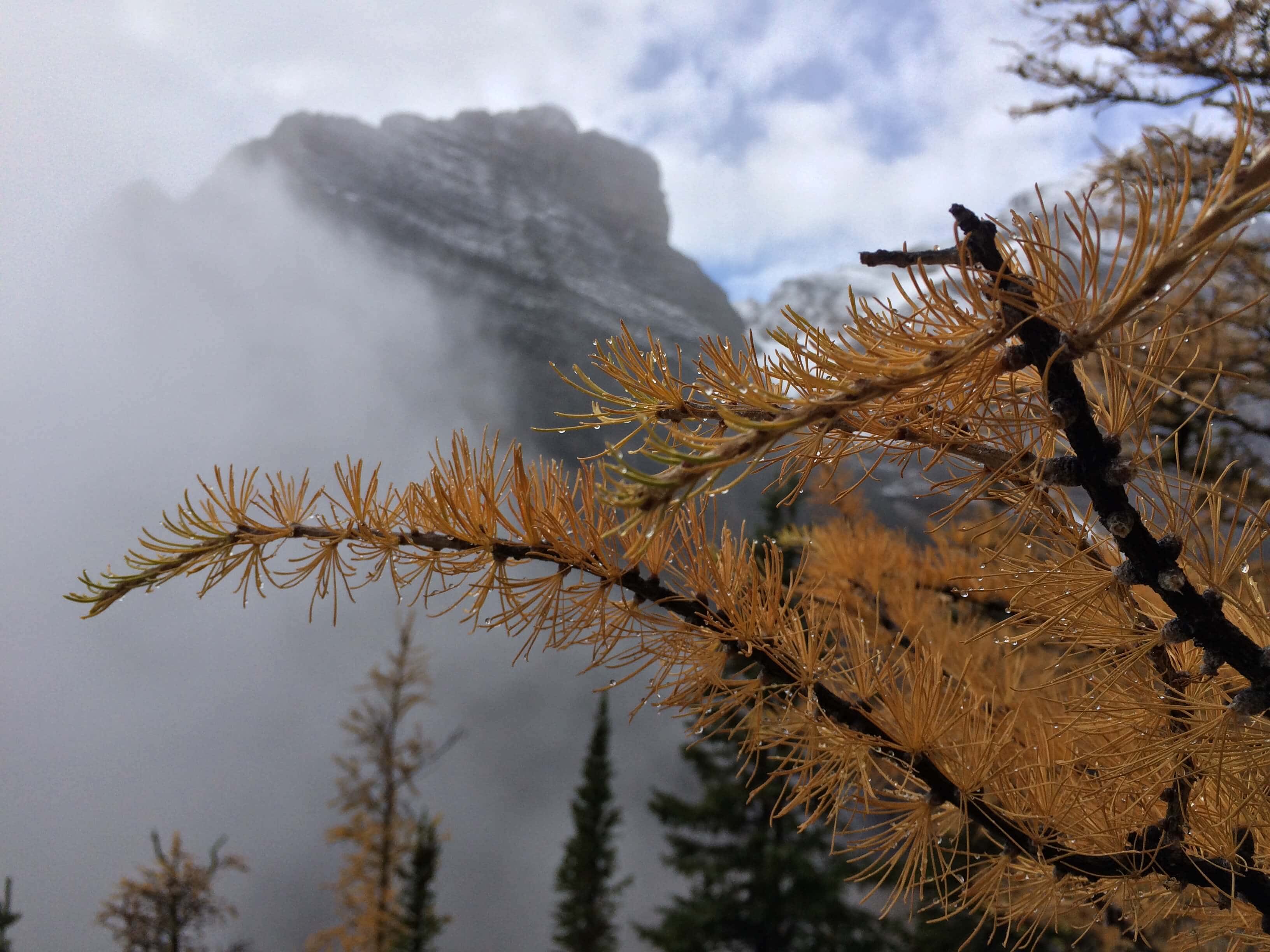 Hiking Saddleback Mountain At Lake Louise - The Travel Bite