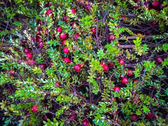 7 Fun Facts About Cranberries – The Travel Bite