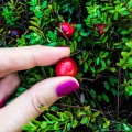 7 Fun Facts About Cranberries – The Travel Bite