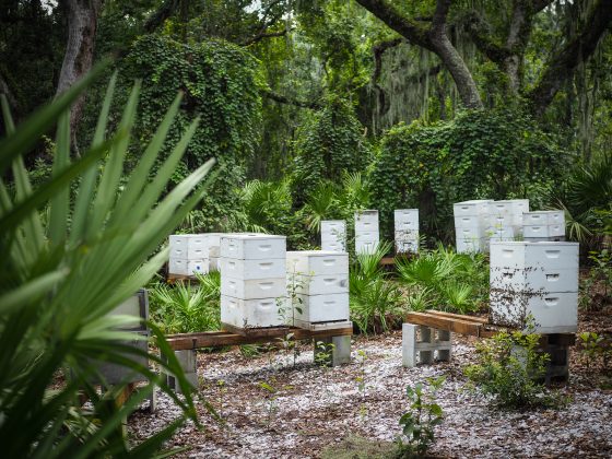 The Sprouting Project - Omni Amelia Island – The Travel Bite