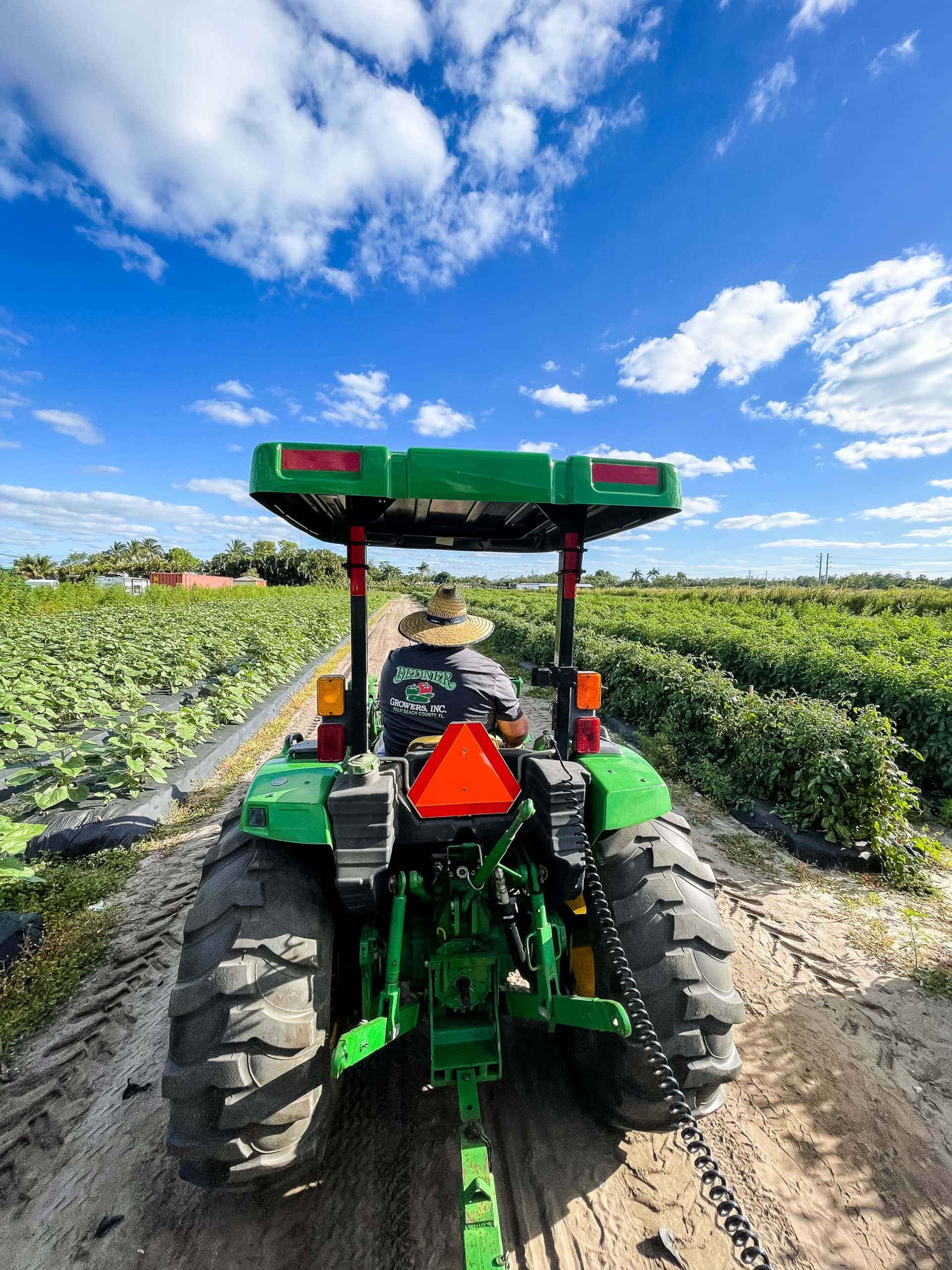 Field To Fork: 7 Fascinating Things I Learned About Florida Farming ...